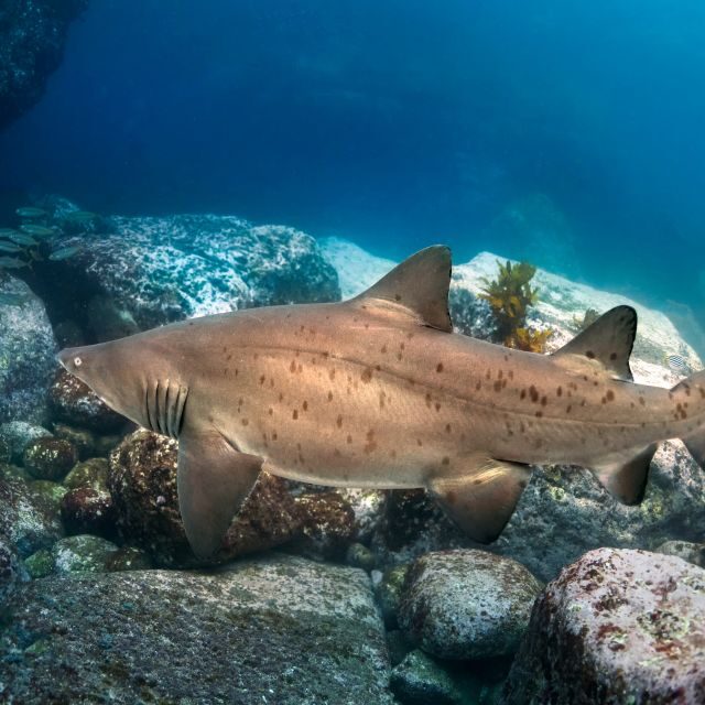Bondi: Shark Dive at Bushrangers Bay for Certified Divers - Frequently Asked Questions