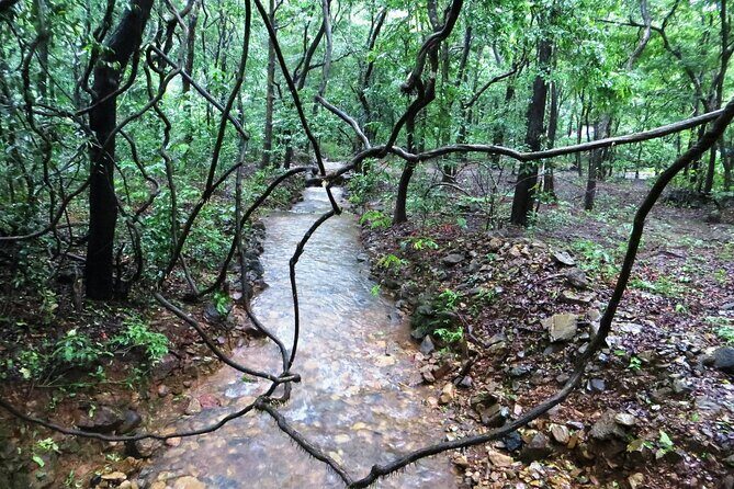 Bondla Wildlife Sanctuary with Lunch in Spice Plantation in Goa - A Deeper Look into the Experience
