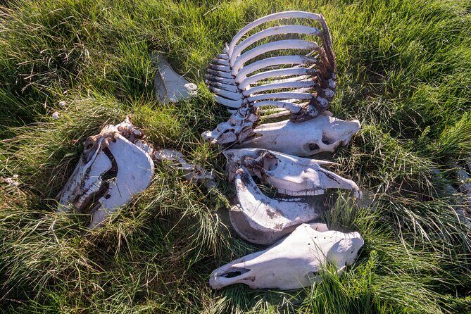 Bone Hunting in Wyoming - Discover Wyoming’s Hidden Treasures with a Bone Hunting Tour