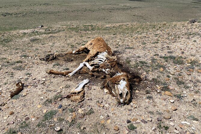 Bone Hunting in Wyoming - The Price and Its Value