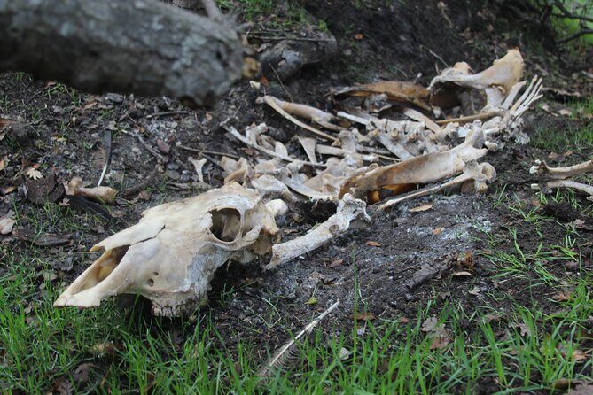 Bone Hunting in Wyoming - Summary: Is This Experience for You?