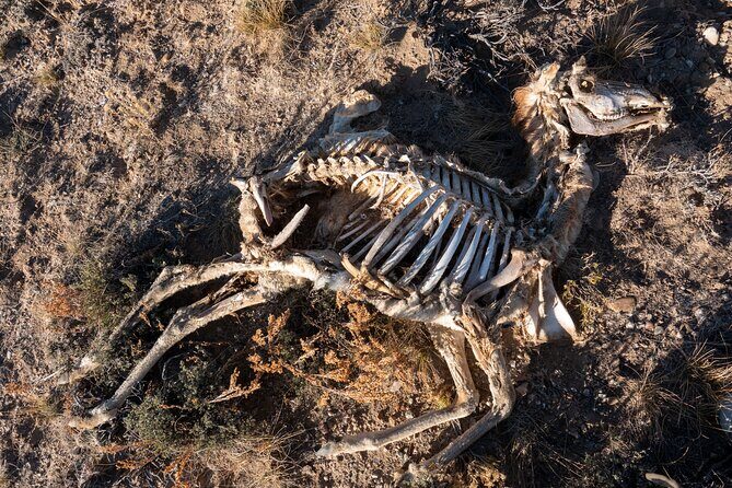 Bone Hunting in Wyoming - FAQ