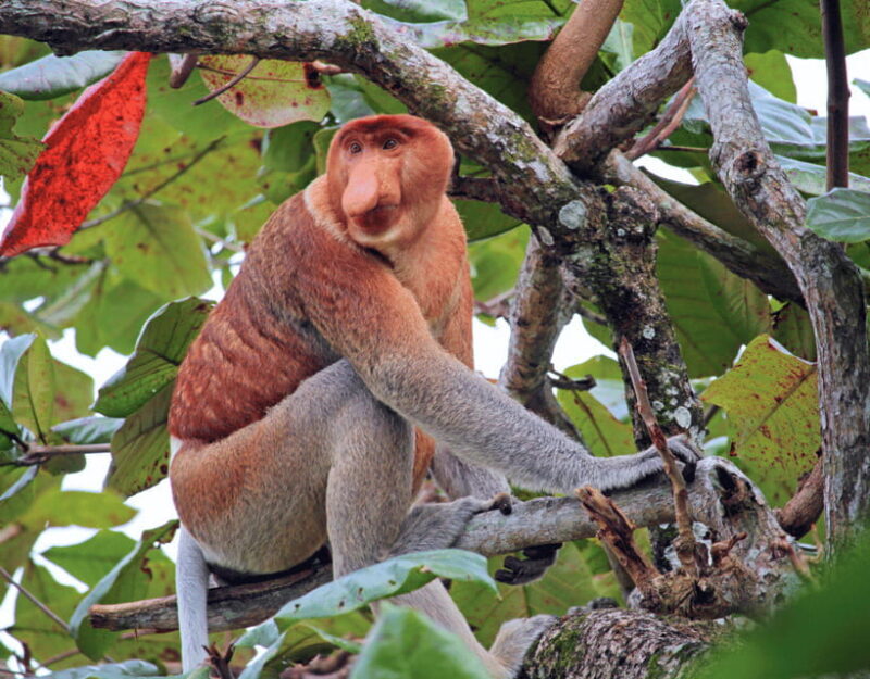 Bongawan River Cruise: Proboscis Monkey & Fireflies Mangrove - Final Thoughts