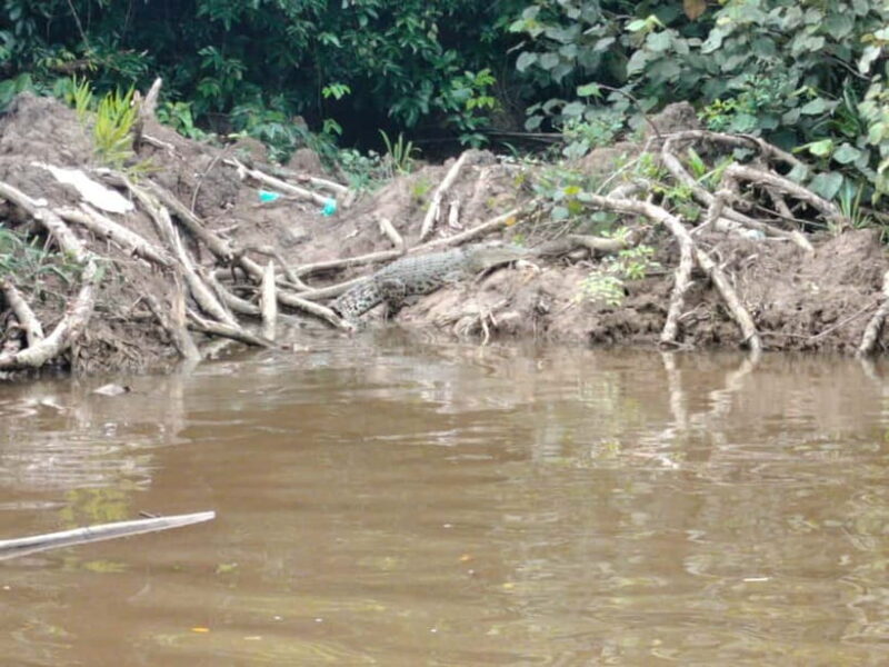 Bongawan Wetland: Proboscis Monkey and Fireflies Shared Tour - Key Points