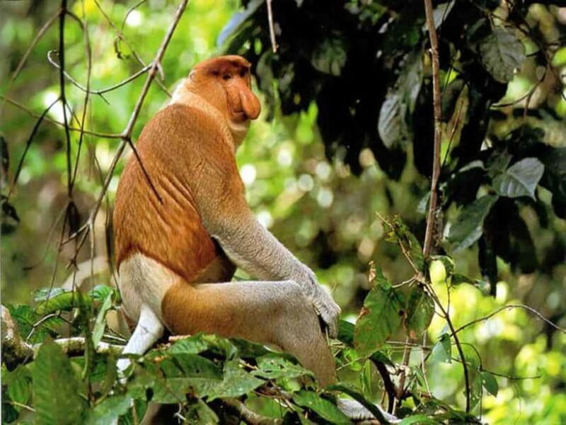 Bongawan Wetland: Proboscis Monkey and Fireflies Shared Tour - An Authentic and Well-Organized Nature Experience