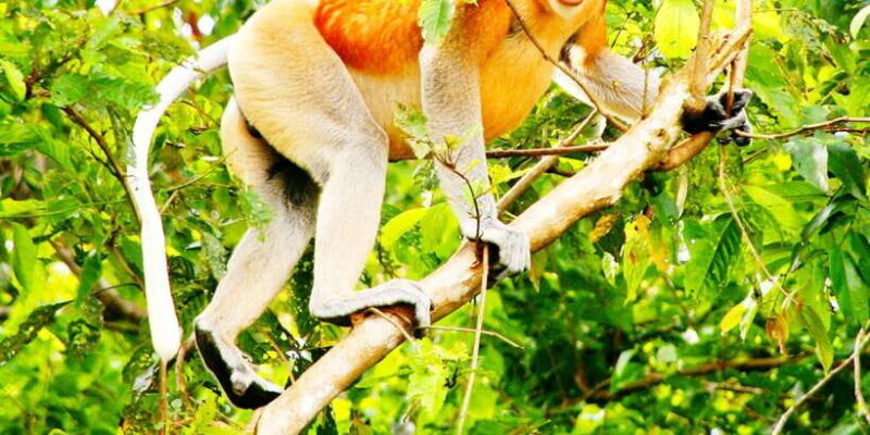 Bongawan Wetland: Proboscis Monkey and Fireflies Shared Tour - Final Thoughts