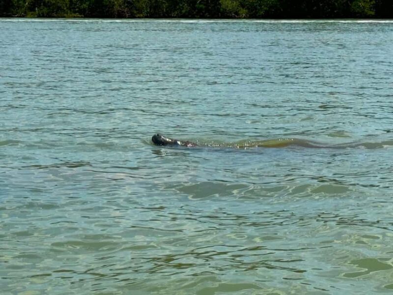 Bonita Springs Clear Kayak Tour with Dolphins & Manatees - What to Expect from the Bonita Springs Kayak Tour