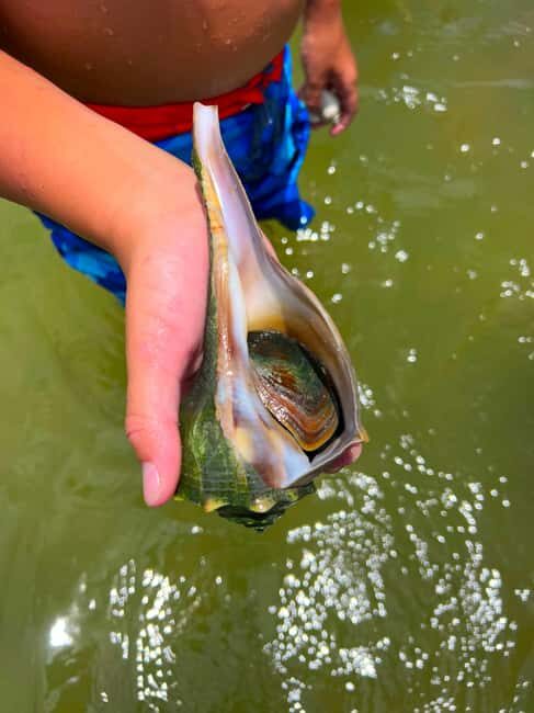 Bonita Springs Clear Kayak Tour with Dolphins & Manatees - The Sum Up