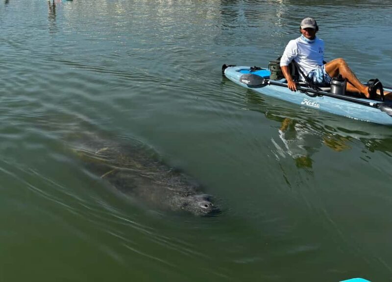 Bonita Springs: Kayak Tour with Manatees, Dolphins Sightings - What to Expect on the Tour