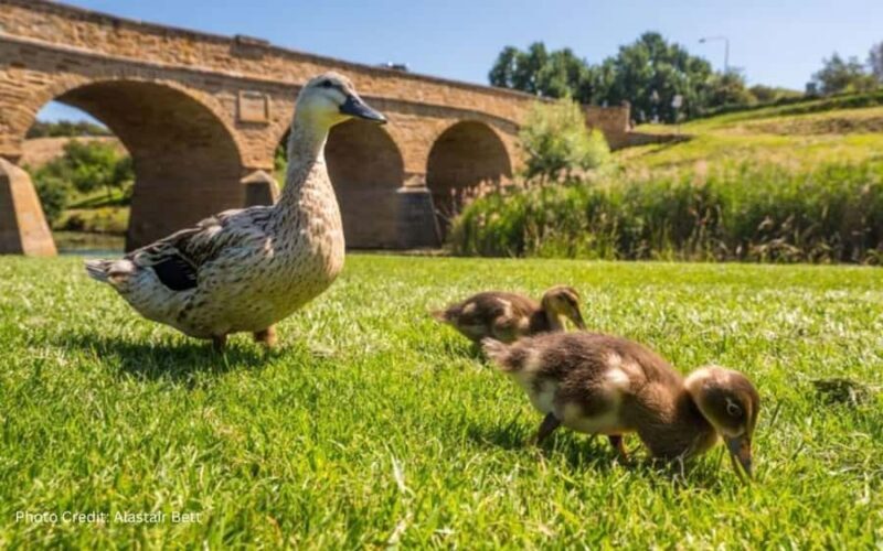 Bonorong & Richmond: Shore Excursion (Private Tour) - Strolling Through Richmond’s Colonial Atmosphere