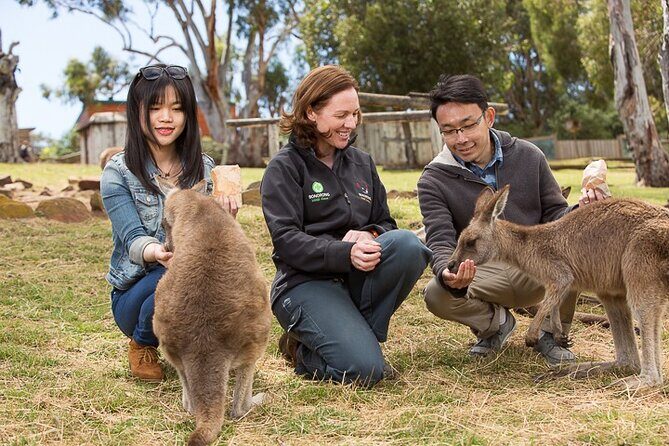 Bonorong Wildlife Park and Richmond Afternoon Tour from Hobart - An Overview of the Tour Experience