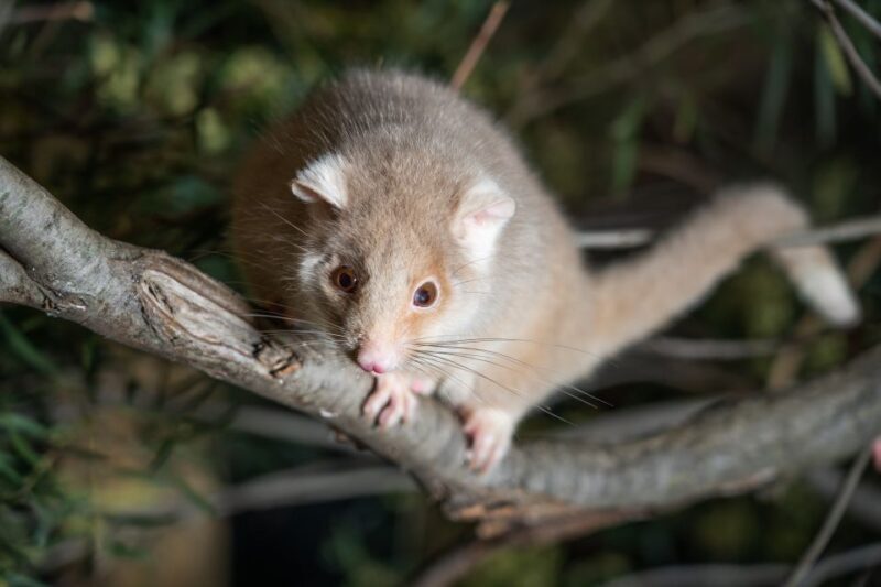 Bonorong Wildlife Sanctuary Guided Night Tour - An Authentic Close-Up with Tasmania’s Wildlife