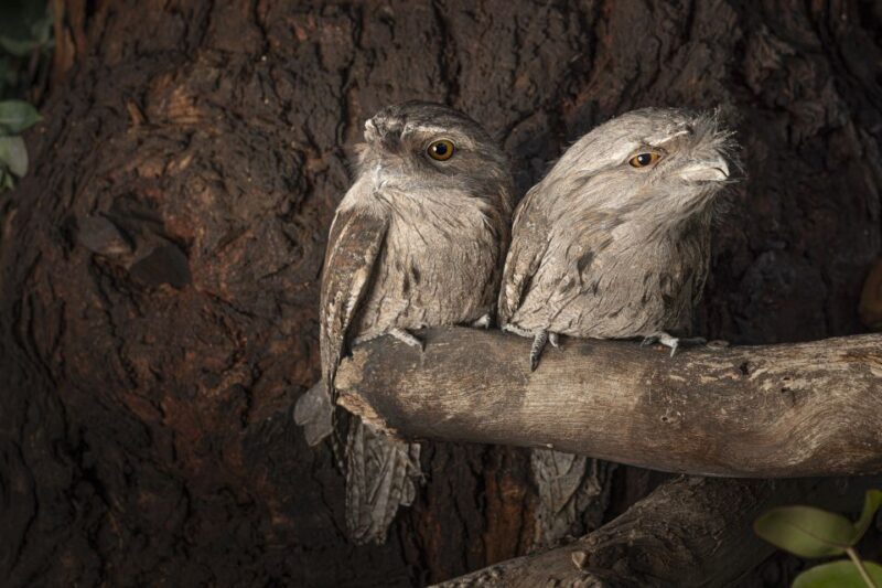 Bonorong Wildlife Sanctuary Guided Night Tour - Practical Details: What You Need to Know