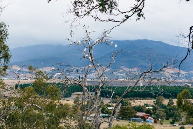 Bonorong Wildlife Sanctuary Half-Day Tour from Hobart - A Practical, Well-Rounded Introduction to Tasmania