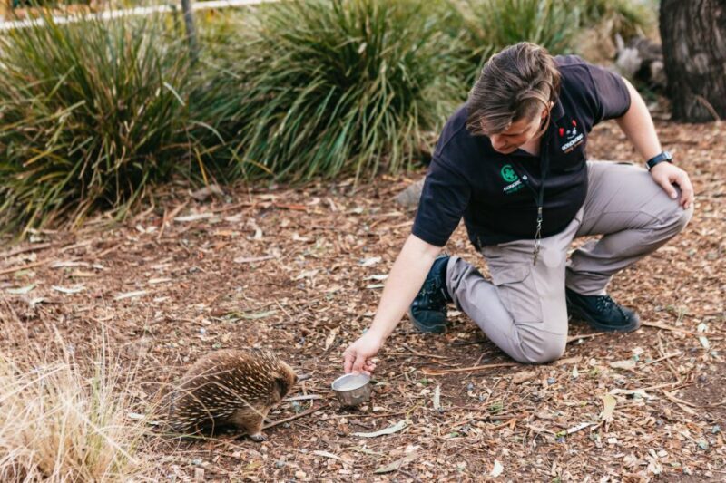 Bonorong Wildlife Sanctuary Half-Day Tour from Hobart - Authenticity and Experience Quality