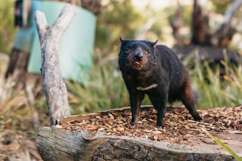 Bonorong Wildlife Sanctuary Half-Day Tour from Hobart - Final Thoughts