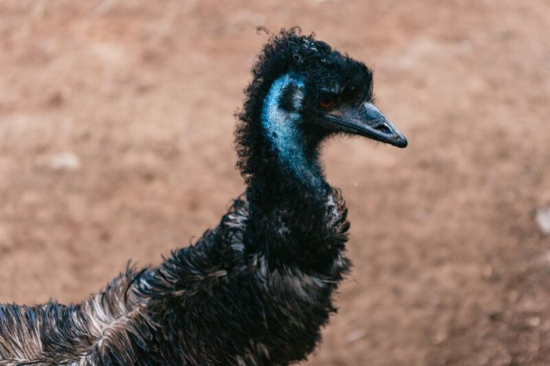 Bonorong Wildlife Sanctuary Half-Day Tour from Hobart - Frequently Asked Questions