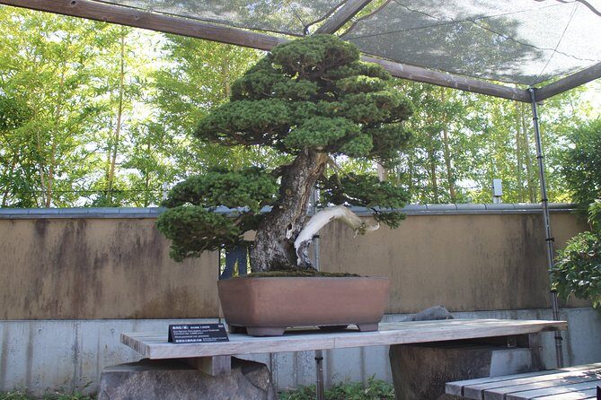 Bonsai Museum & Bonsai Experience - Exploring Japan’s Bonsai Tradition: A Complete Review of the Bonsai Museum & Experience