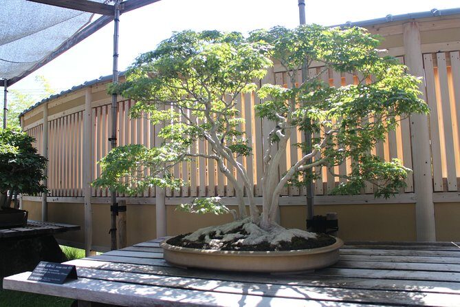 Bonsai Museum & Bonsai Experience - Final Thoughts