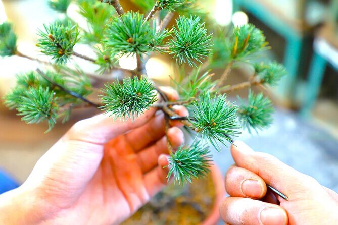 Bonsai Tour & Experience at the Most Sacred City for Bonsai in JP - Key Points