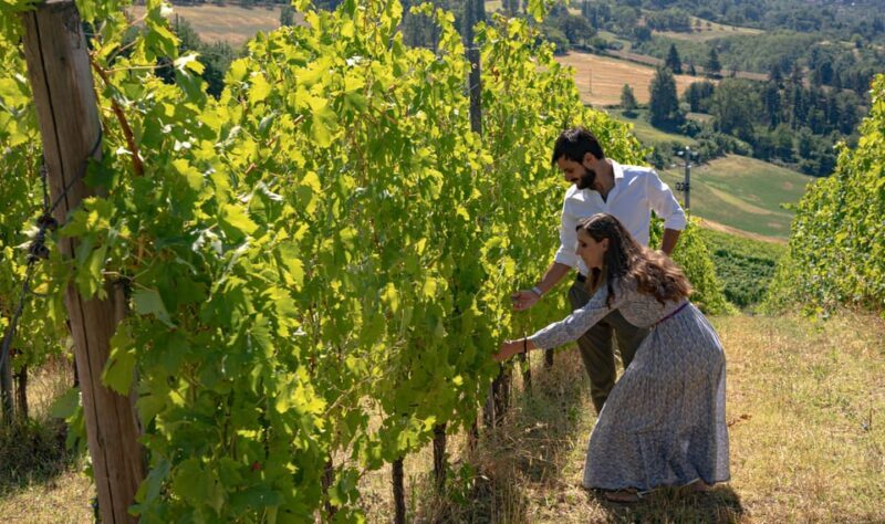 Bonzara Estate - Tour and wine tasting in the Colli Bolognesi - An Introduction to the Bonzara Experience