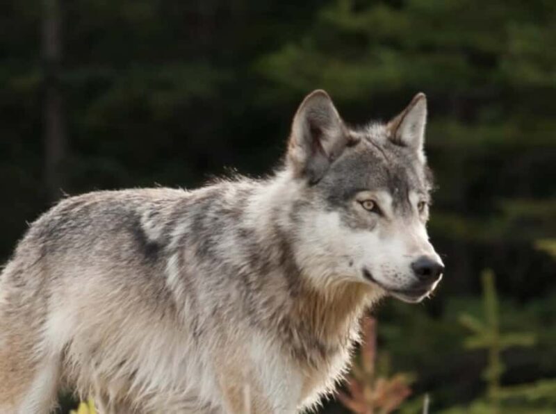 Book Private Tour for Banff-Yoho-Kootenay & Jasper Parks - Who Should Consider This Tour?