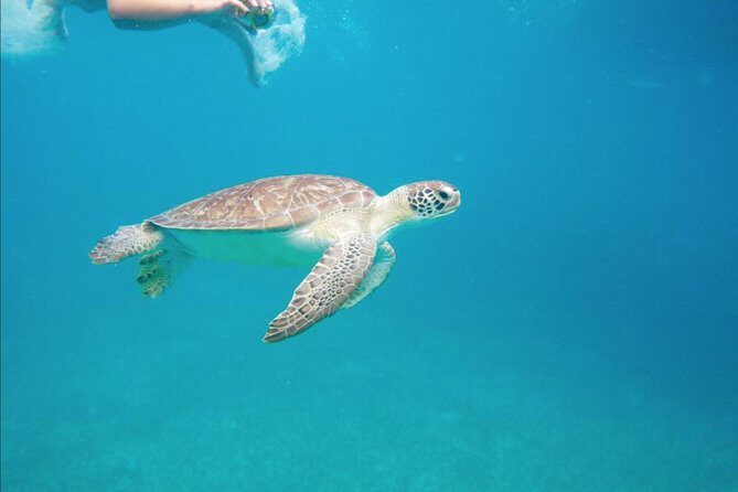 Boomerang's Best of St. Martin/Maarten: Swim with Turtles - Key Points