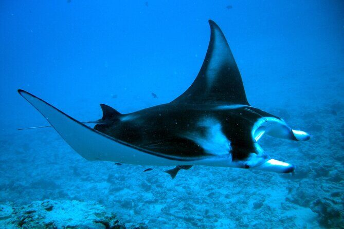 Bora Bora adventure Private Combo Jet Ski and Eco Sharks Snorkel - Setting the Stage: What the Tour Offers