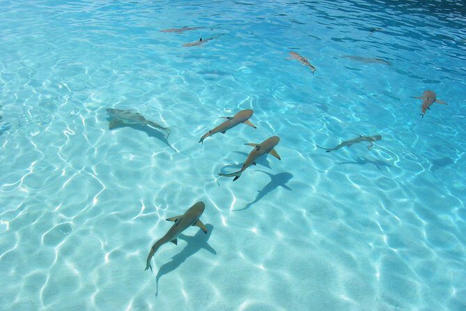 Bora Bora Eco Snorkel Cruise Including Snorkeling with Sharks and Stingrays - Value and Cost Effectiveness