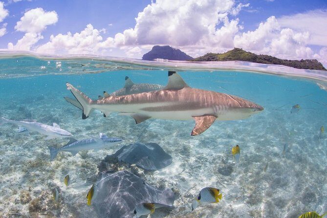 Bora Bora Eco Snorkel Cruise Including Snorkeling with Sharks and Stingrays - Practical Details: What to Expect and How to Prepare