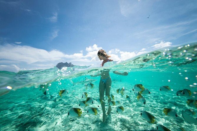 Bora Bora Eco Snorkel Cruise Including Snorkeling with Sharks and Stingrays - Comparing the Value: Price, Experience, and Satisfaction