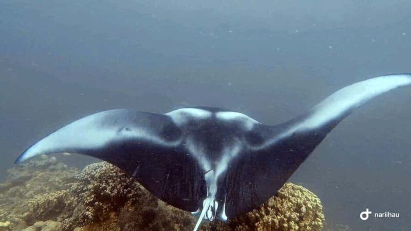 Bora Bora: Full Day in a Traditional Canoe in the Lagoon - Final Thoughts on the Experience