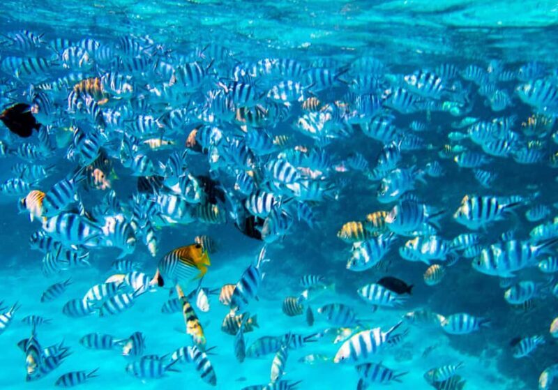 Bora Bora: Full-Day Lagoon Snorkelling Tour - Starting Point and Logistics