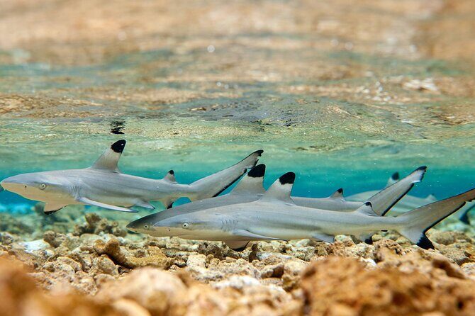 Bora Bora Full Day Manu Lagoon Excursion - The Sum Up