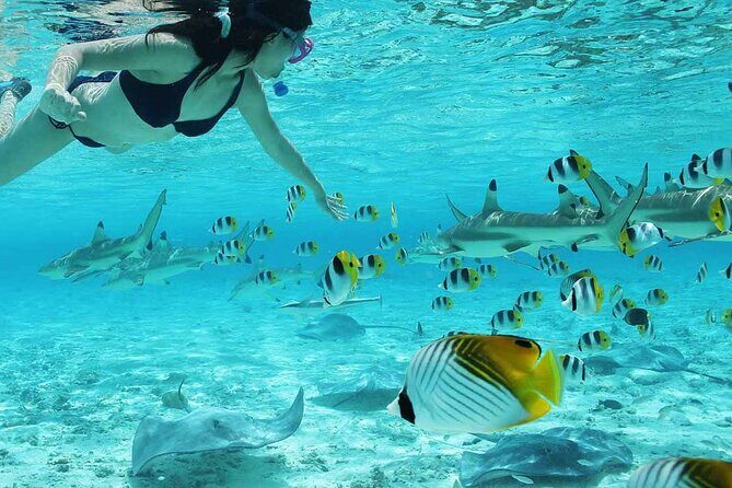 Bora Bora Full Day Snorkeling with Lunch - The Sum Up