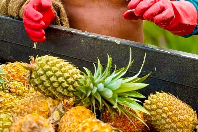 Bora Bora Gourmet Odyssey - Food Tour - How the Tour Balances Food, Sightseeing, and Culture