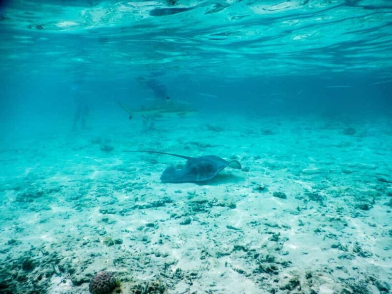 Bora Bora: Half-Day Lagoon Snorkelling Tour - Frequently Asked Questions