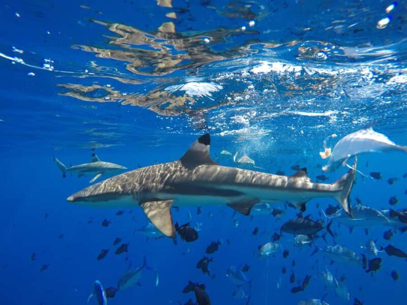 Bora Bora: Half-Day Traditional Canoe Ride in the Lagoon - Final Thoughts: Who Will Love This Tour?