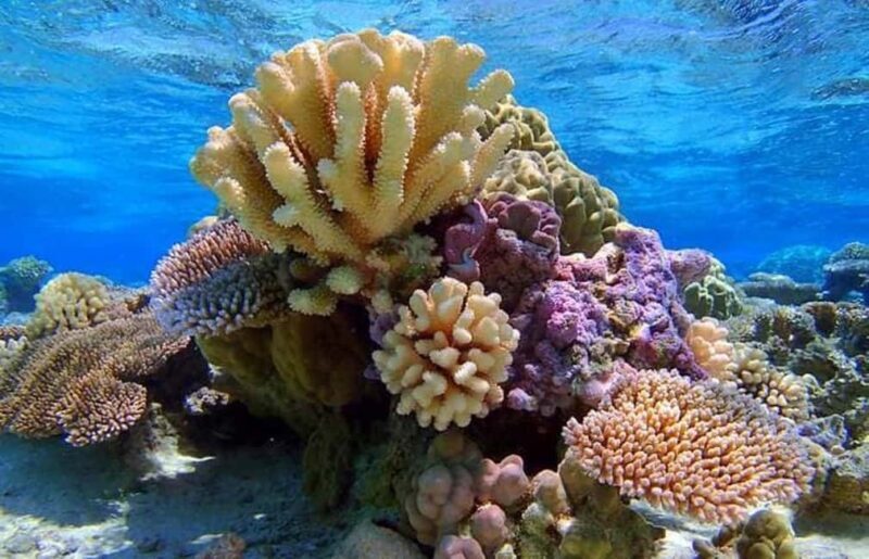 Bora Bora: Lagoon Snorkeling Half-Day Private Boat Tour - What to Expect from the Bora Bora Lagoon Snorkeling Tour