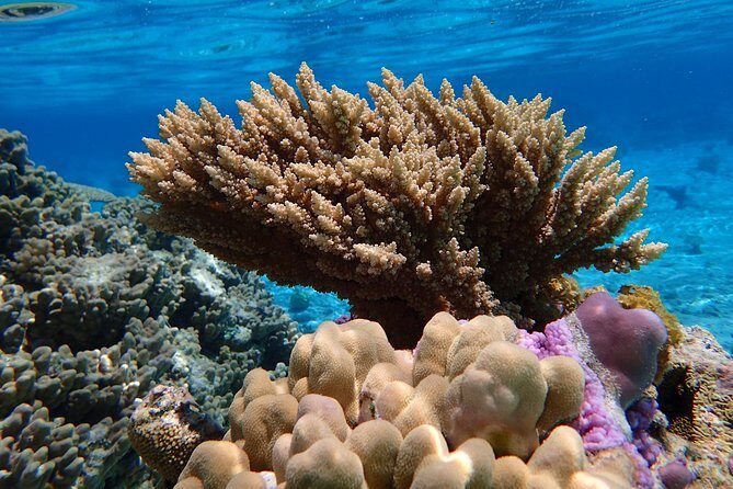 Bora Bora Lagoon Snorkeling Tour by Private Boat - What to Expect: A Realistic Look at the Day