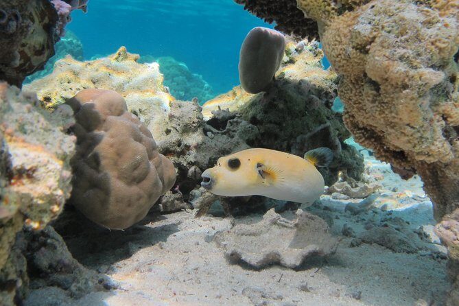 Bora Bora Lagoon Snorkeling Tour by Private Boat - FAQs about the Bora Bora Lagoon Snorkeling Tour