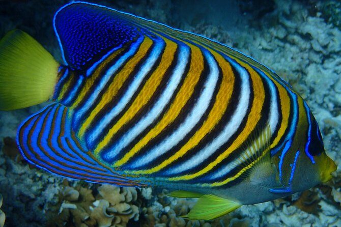 Bora Bora: Luxury Private Half Day Snorkeling Tour - An Authentic, Luxurious Look at Bora Bora’s Lagoon