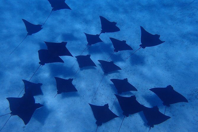 Bora Bora: Luxury Private Half Day Snorkeling Tour - Additional Resources