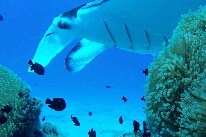 Bora Bora Private Lagoon Tours - Authentic Experiences and Practicalities