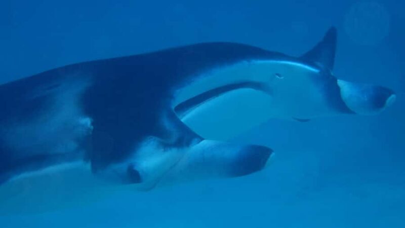 Bora Bora: Small Group Snorkeling Boat Tour with Pickup - Key Points