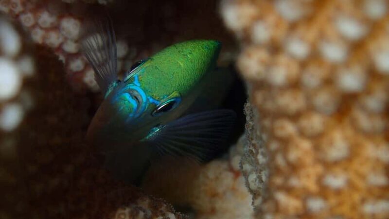 Bora Bora: Small Group Snorkeling Boat Tour with Pickup - The Sum Up