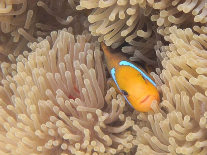 Bora Bora: Small Group Snorkeling Boat Tour with Pickup - FAQ