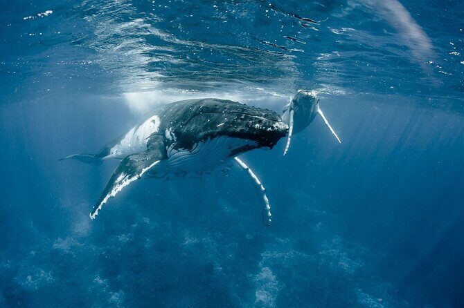 Bora Bora Whale Watching - What Makes This Tour Stand Out