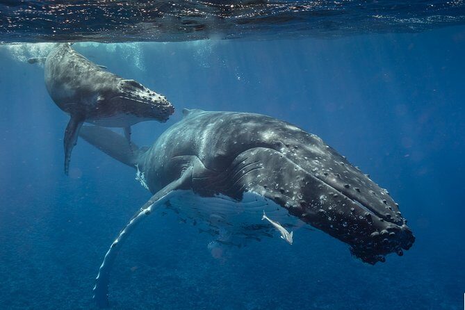 Bora Bora Whale Watching - The Experience and the Reviews