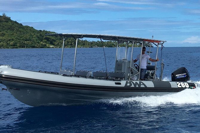 Bora Bora Whale Watching - Why This Tour is Worth Considering